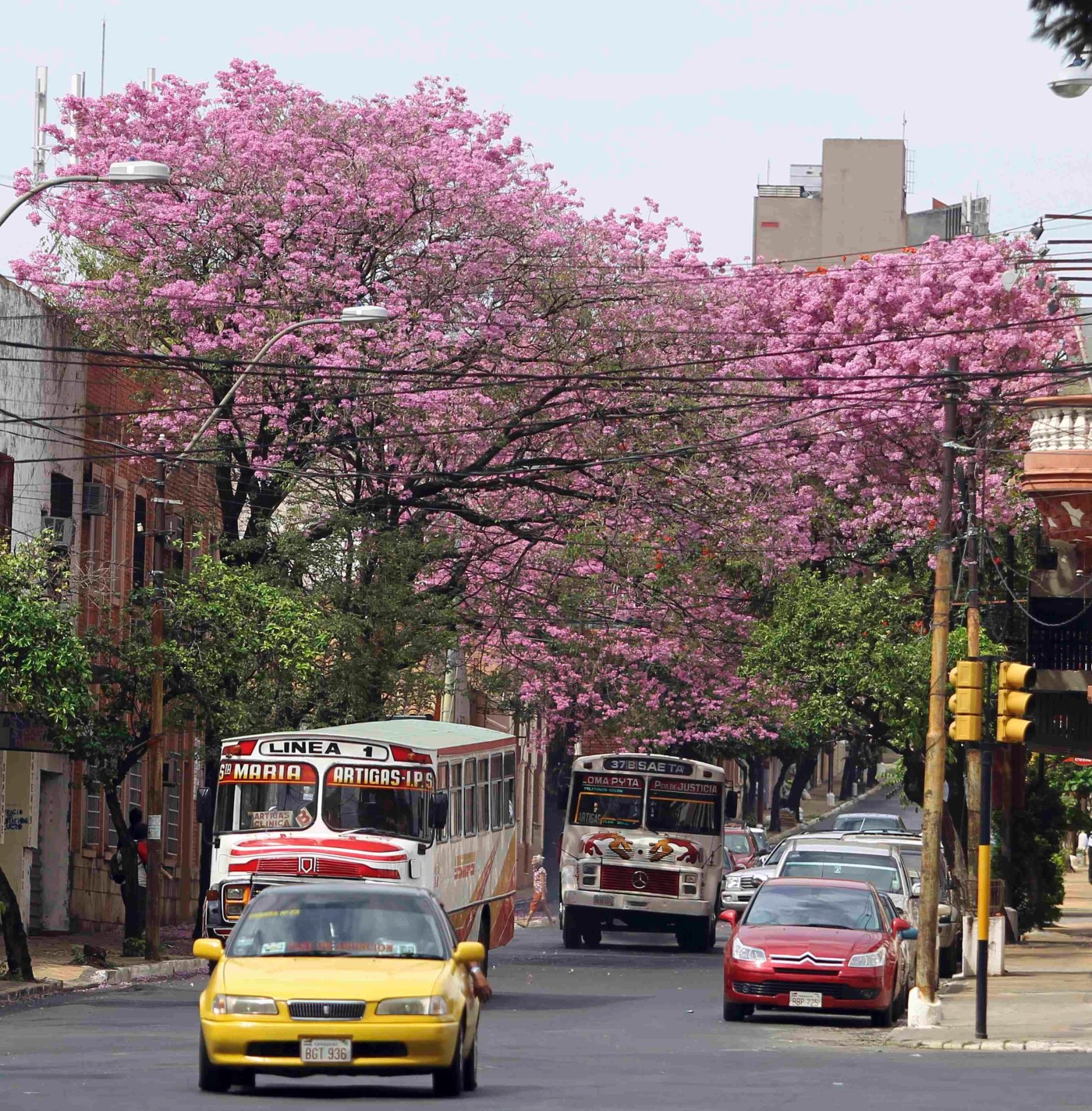 Lapacho trees, Paraguay's national tree, are seen in bloom in Asuncion