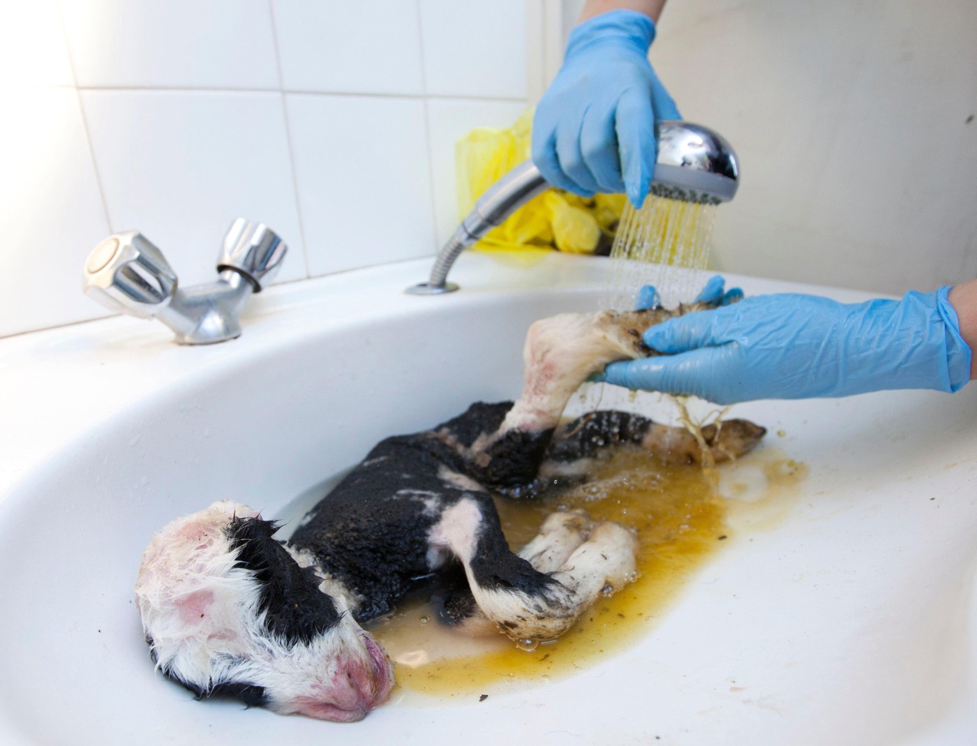 Artist and amateur taxidermist Charlie Tuesday Gates washes the body of ...