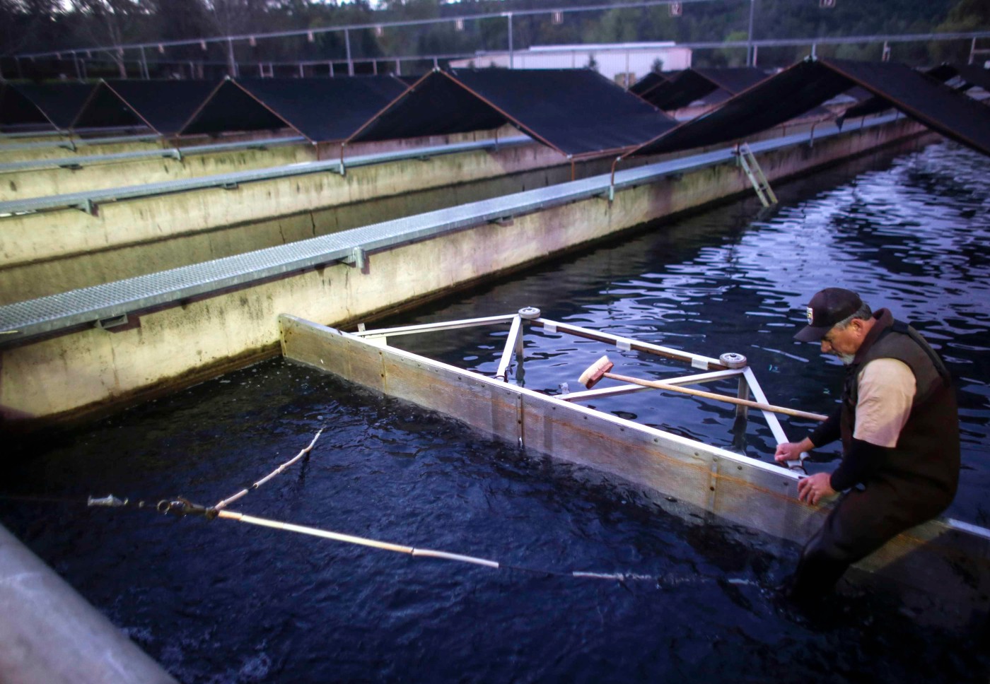 Fish Culturist Jeff Laurie pushes Chinook salmon smolts towards the ...