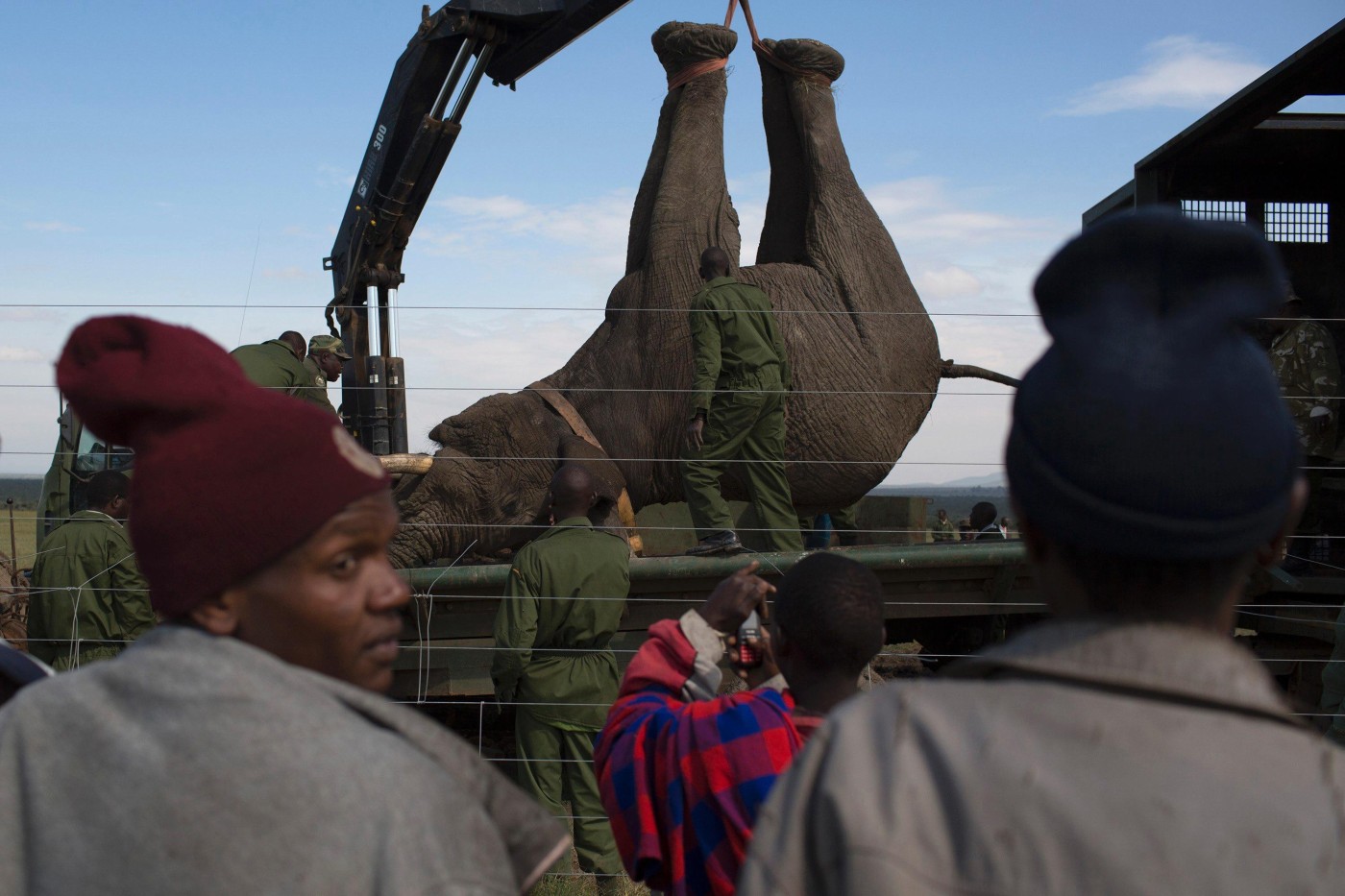 Locals watch as a sedated elephant is placed in a container on a truck ...