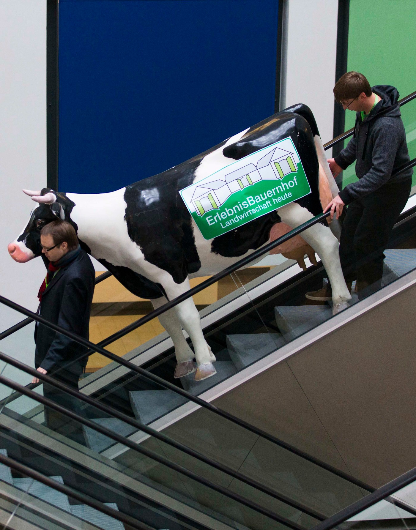Men carry fake cow during preparations for Green Week agriculture fair ...
