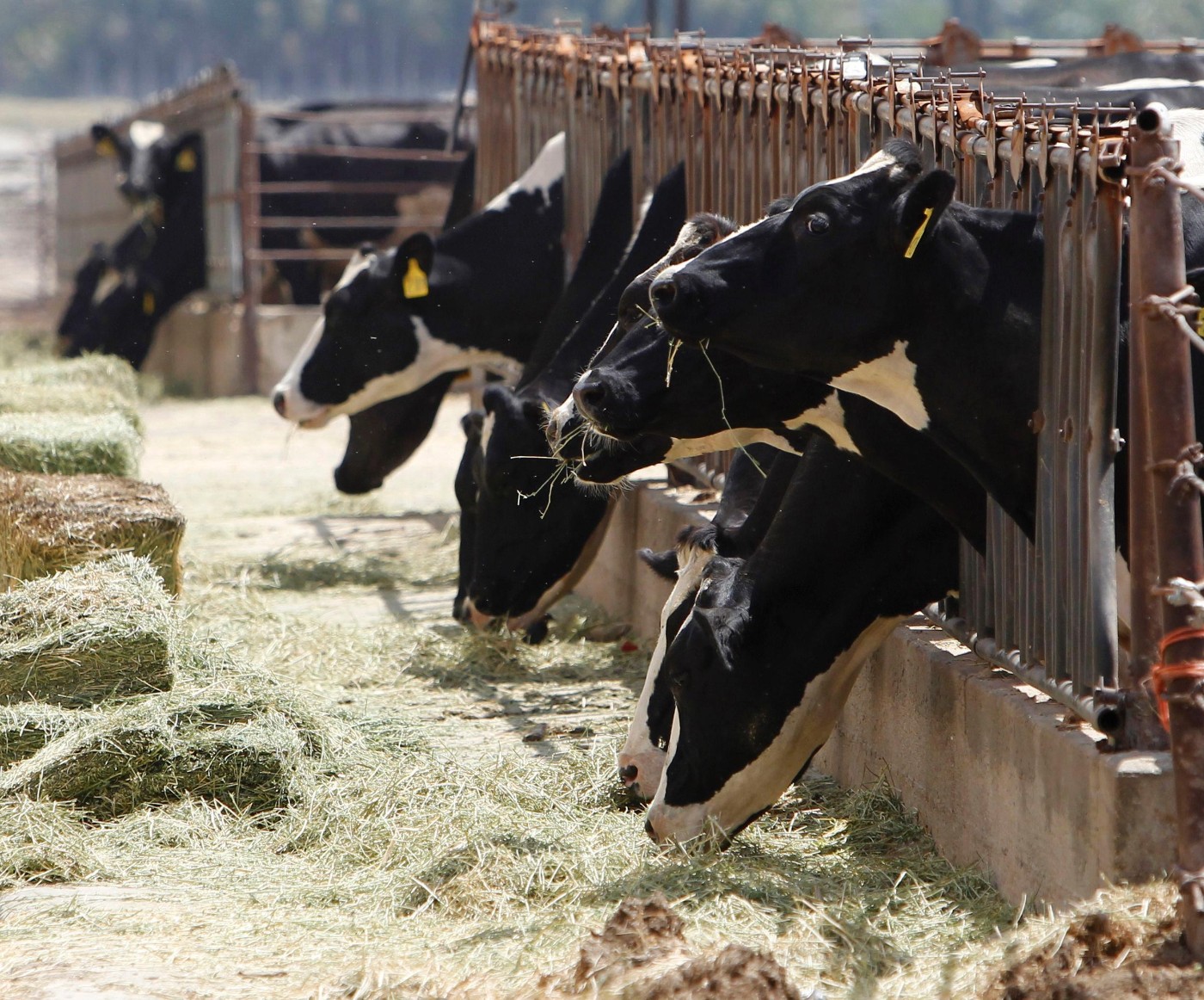 Dairy cows feed from a trough in Chino, California
