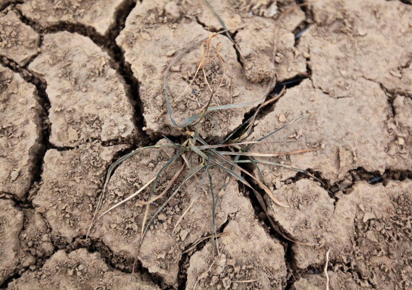 A withered wheat plant is seen in a dry field on the outskirts of ...